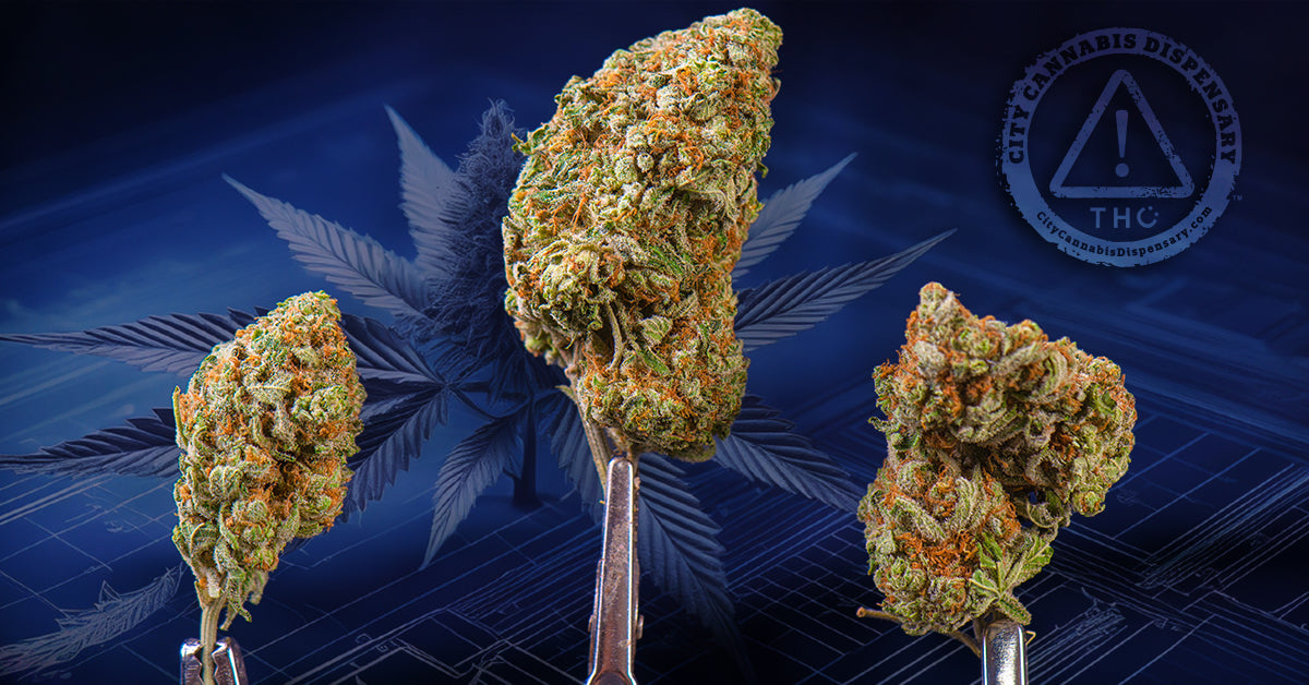 Understanding Cannabis Strains – City Distributions